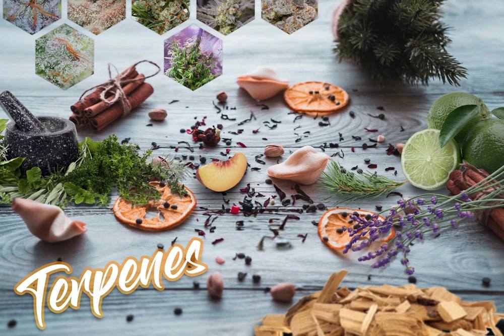 Terpenes - PlantOgram
